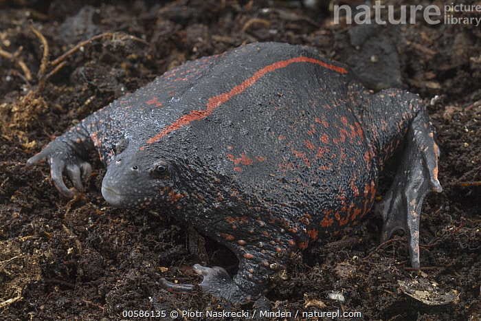 Stock photo of Mexican Burrowing Toad (Rhinophrynus dorsalis), Belize ...