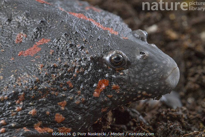 Stock photo of Mexican Burrowing Toad (Rhinophrynus dorsalis), Belize ...