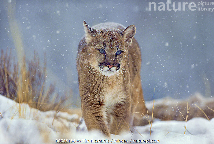 Stock photo of Mountain Lion (Puma concolor) cub in winter, native to ...