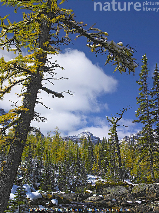 Stock photo of Larch (Larix sp) trees in boreal forest, Opabin Plateau ...