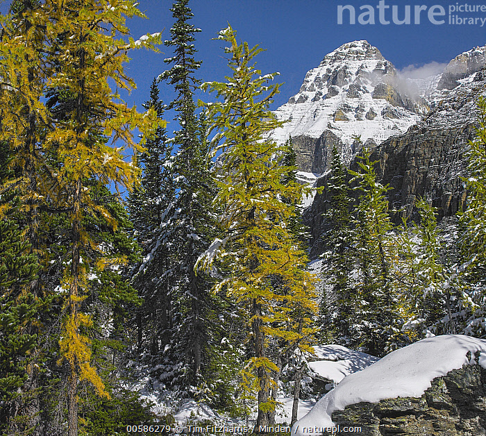 Stock photo of Larch (Larix sp) trees in boreal forest, Mount Huber ...