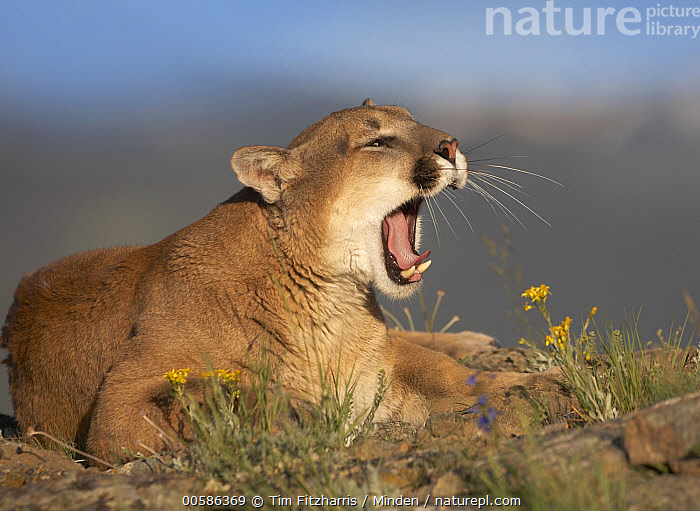 Stock photo of Mountain Lion (Puma concolor) yawning, native to North ...