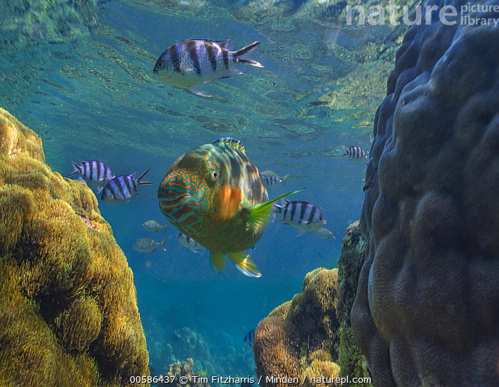 Stock photo of Parrotfish (Scaridae) and Sergeant Major Damselfish ...