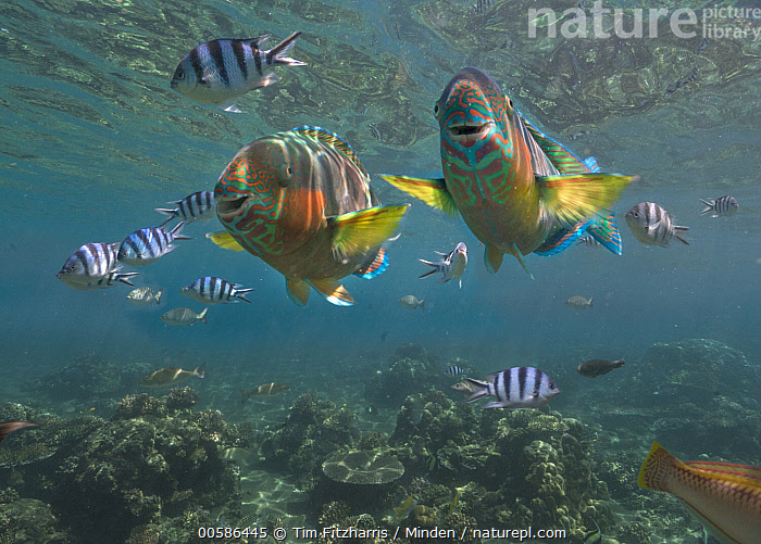 Stock photo of Parrotfish (Scaridae) pair and Sergeant Major Damselfish ...