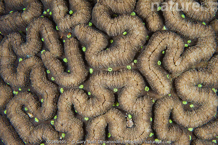 Stock photo of Brain Coral (Leptoria sp) polyps, Great Barrier Reef ...