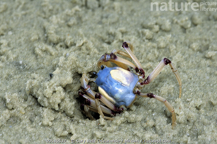 Stock photo of Soldier Crab (Mictyris longicarpus) burying itself into ...