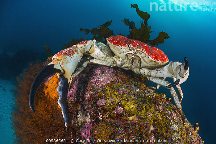 Stock photo of Australian Giant Crab (Pseudocarcinus gigas) male ...