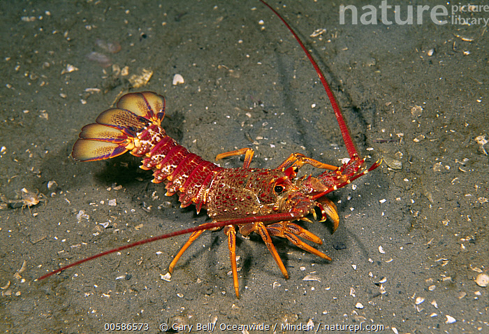 Stock photo of Southern Rock Lobster (Jasus edwardsii), Australia ...