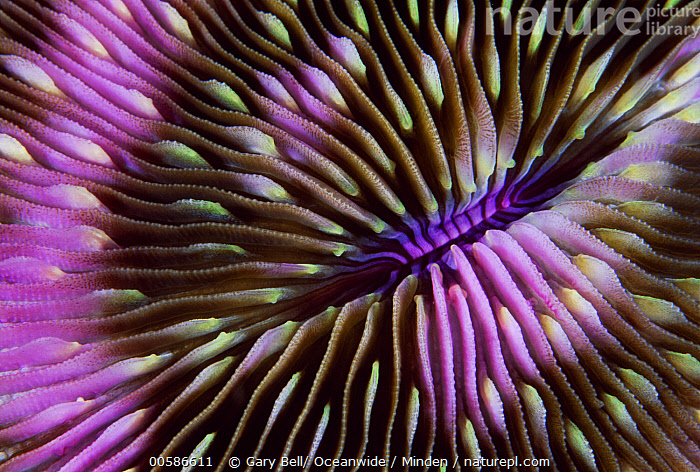 Stock photo of Mushroom Coral (Fungia scutaria) polyp, Great Barrier ...