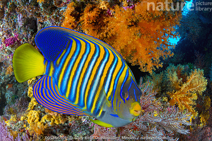 Stock photo of Royal Angelfish (Pygoplites diacanthus), Christmas ...