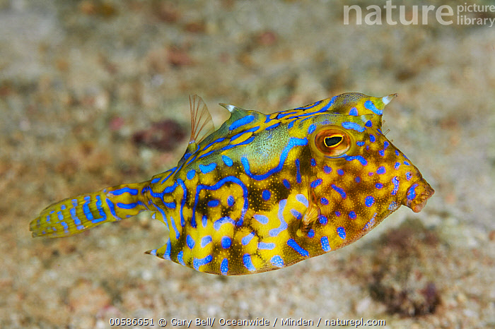 Stock photo of Thornback Cowfish (Lactoria fornasini), Great Barrier ...