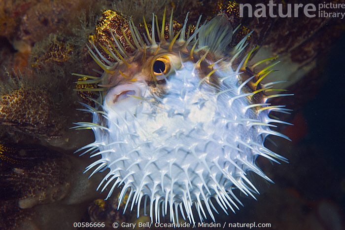 Stock photo of Porcupinefish (Diodon nicthemerus) in defensive posture ...