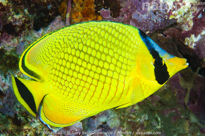 Stock photo of Latticed Butterflyfish (Chaetodon rafflesi), Anilao ...