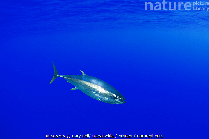 Stock photo of Southern Bluefin Tuna (Thunnus maccoyii), Port Lincoln ...