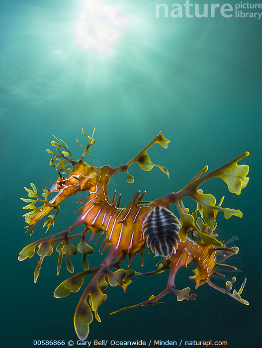 Stock photo of Leafy Sea Dragon (Phycodurus eques) with parasitic ...