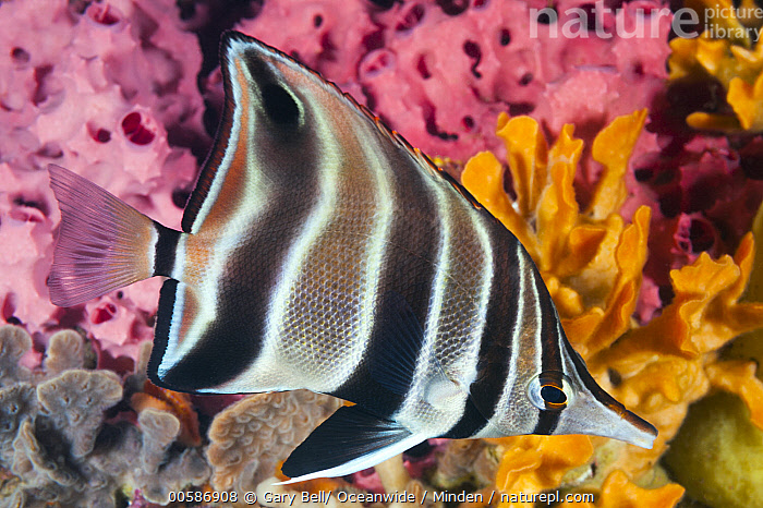 Stock photo of Western Talma (Chelmonops curiosus), Edithburgh, Yorke ...