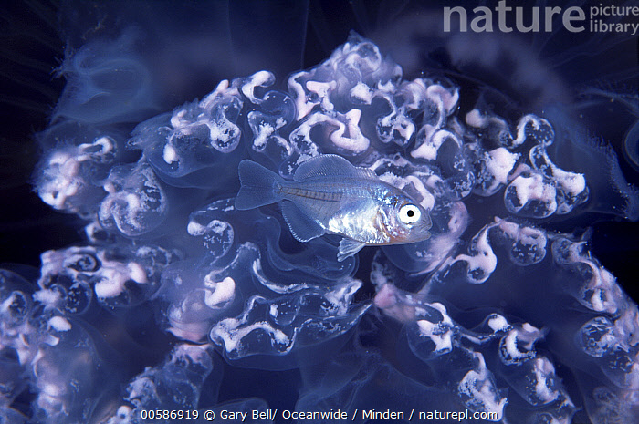 Stock photo of Blue Warehou (Seriolella brama) juvenile sheltering ...