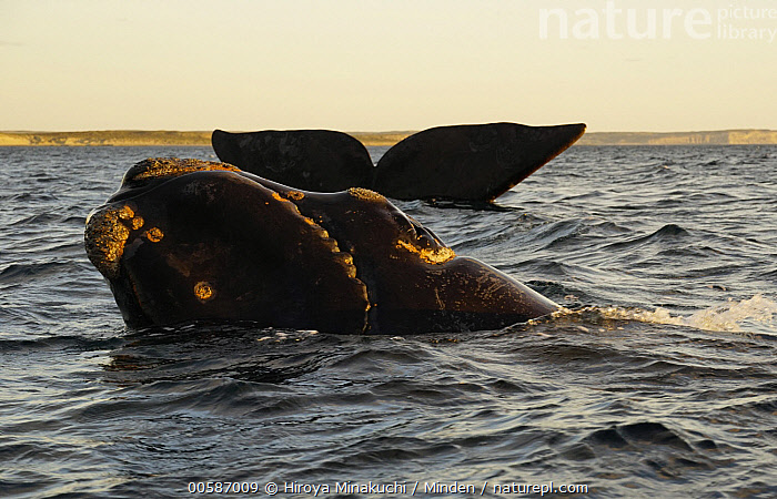 Stock photo of Southern Right Whale (Eubalaena australis) pair ...