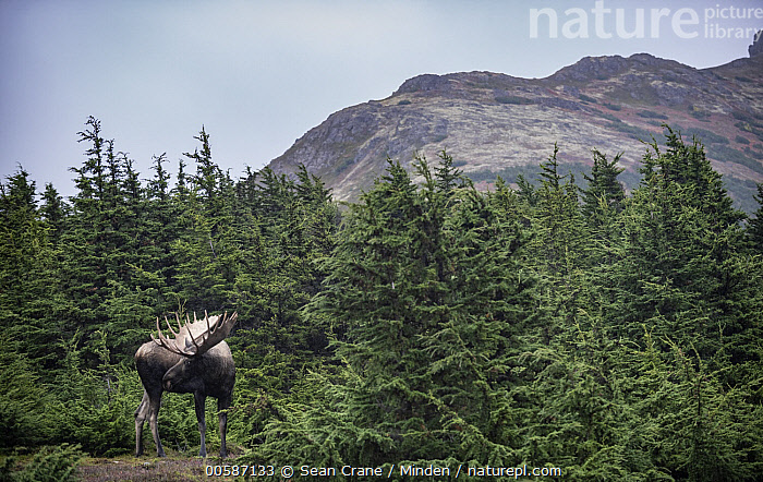 Stock photo of Alaska Moose (Alces alces gigas) bull in taiga, Chugach ...