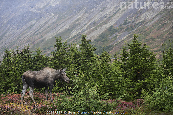 Stock photo of Alaska Moose (Alces alces gigas) female in taiga in ...