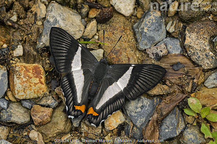 Stock photo of Metalmark (Riodinidae) butterfly, Tatama National Park ...