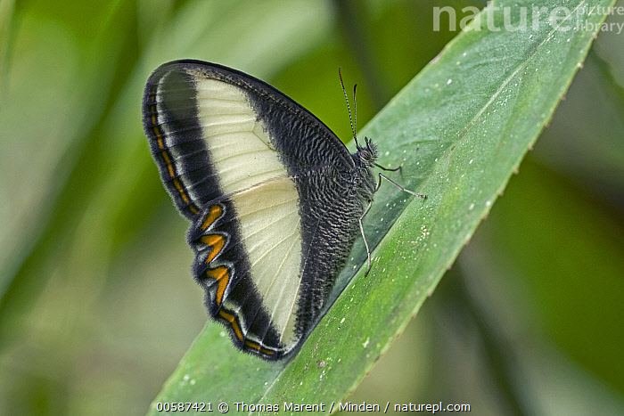 Stock photo of Nymphalid Butterfly (Nymphalidae), Tatama National Park ...