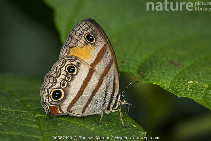 Stock photo of Andromeda Satyr (Cithaerias andromeda) butterfly, Tatama ...