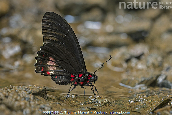 Stock photo of Nymphalid Butterfly (Nymphalidae) drinking, Tatama ...