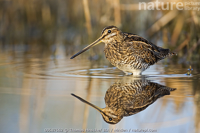 Stock photo of Common Snipe (Gallinago gallinago), Burgenland, Austria ...