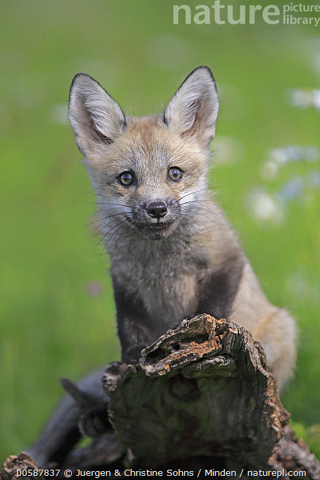 Stock photo of Red Fox (Vulpes vulpes) pup, Minnesota Wildlife ...