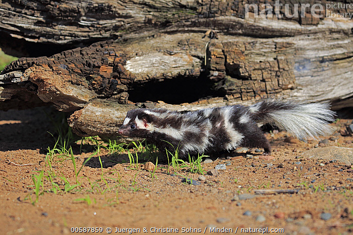 Stock photo of Eastern Spotted Skunk (Spilogale putorius), Minnesota ...