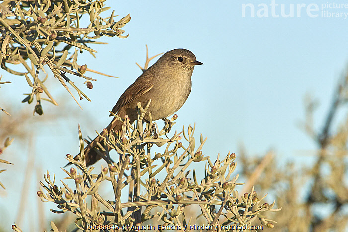 Stock photo of Sharp-billed Canastero (Asthenes pyrrholeuca), Chubut ...