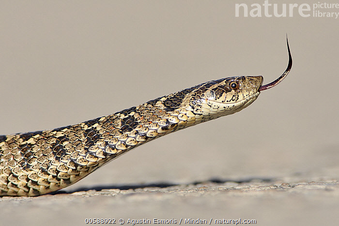 Stock photo of South American Hognose Snake (Xenodon dorbignyi ...