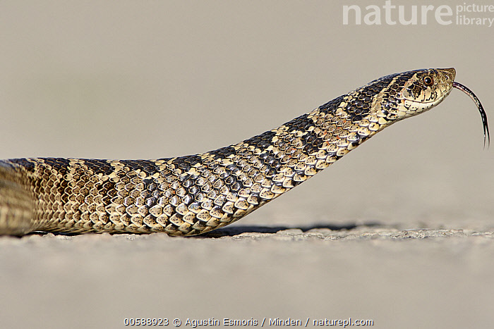 Stock photo of South American Hognose Snake (Xenodon dorbignyi ...