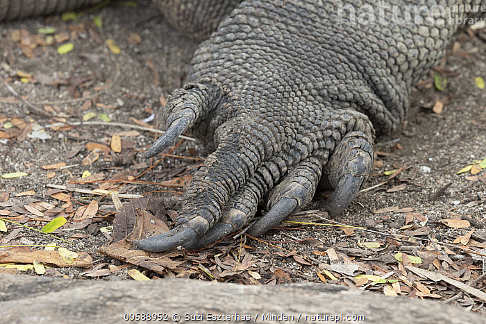 Komodo Dragon Feet Komodo Dragon Honolulu Zoo Society