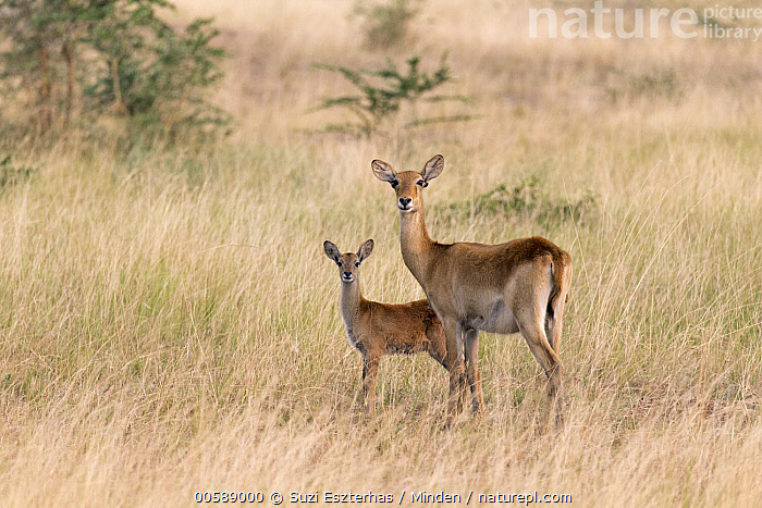 Stock photo of Kob (Kobus kob) mother with calf, Queen Elizabeth ...