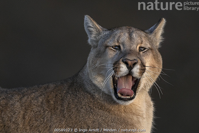 Stock photo of Mountain Lion (Puma concolor) yawning, Torres del Paine ...
