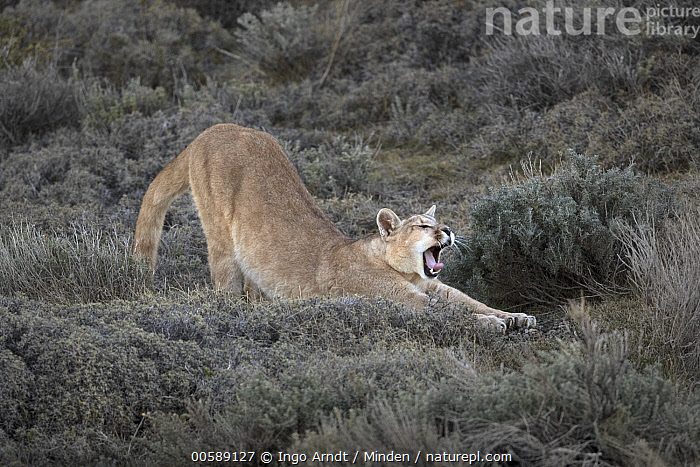 Stock photo of Mountain Lion (Puma concolor) yawning and stretching ...