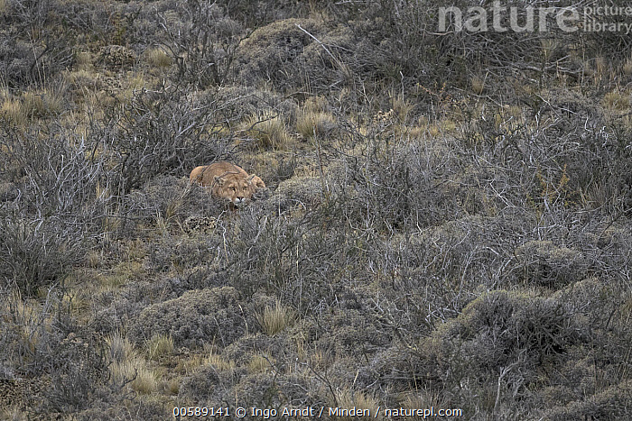 Stock photo of Mountain Lion (Puma concolor) female stalking Guanaco ...