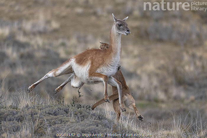 Stock photo of Mountain Lion (Puma concolor) hunting Guanaco (Lama ...