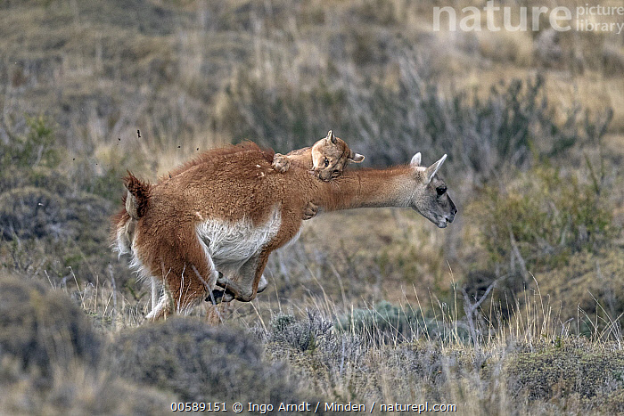 Stock photo of Mountain Lion (Puma concolor) hunting Guanaco (Lama ...