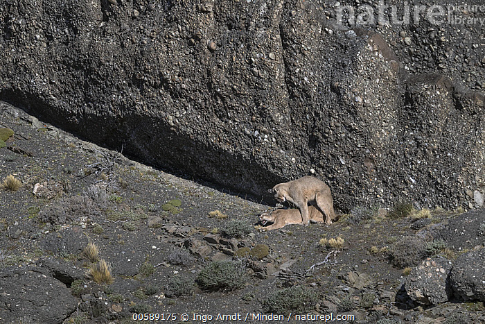 Stock photo of Mountain Lion (Puma concolor) pair mating, Torres del ...