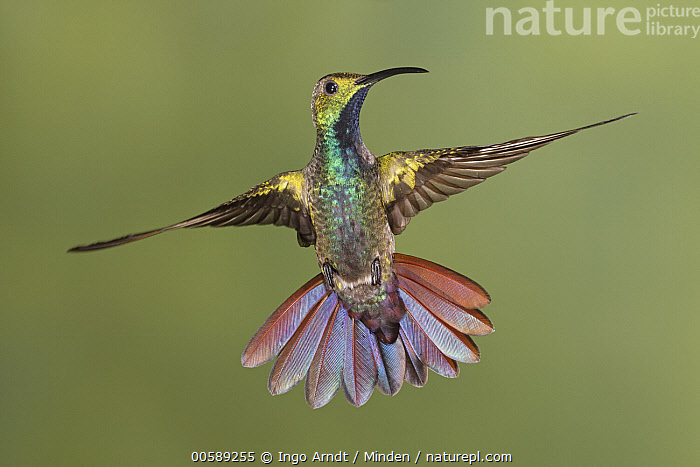 Stock photo of Green-breasted Mango (Anthracothorax prevostii ...