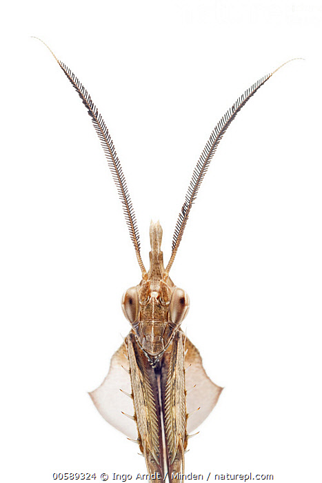Stock photo of Wandering Violin Mantid (Gongylus gongylodes), native to ...