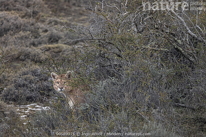 Stock photo of Mountain Lion (Puma concolor) hiding, Torres del Paine ...