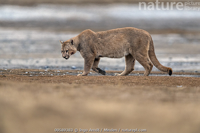 Stock photo of Mountain Lion (Puma concolor) male, Torres del Paine ...
