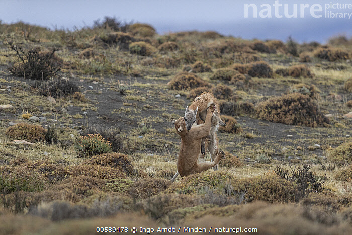 Stock photo of Mountain Lion (Puma concolor) female hunting Guanco ...