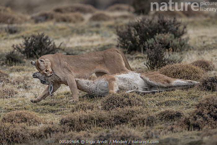 Stock photo of Mountain Lion (Puma concolor) female dragging Guanco ...