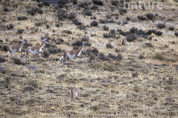 Stock photo of Mountain Lion (Puma concolor) stalking Guanacos (Lama ...