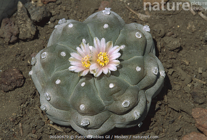 Stock photo of Peyote (Lophophora williamsii) has psychedelic ...